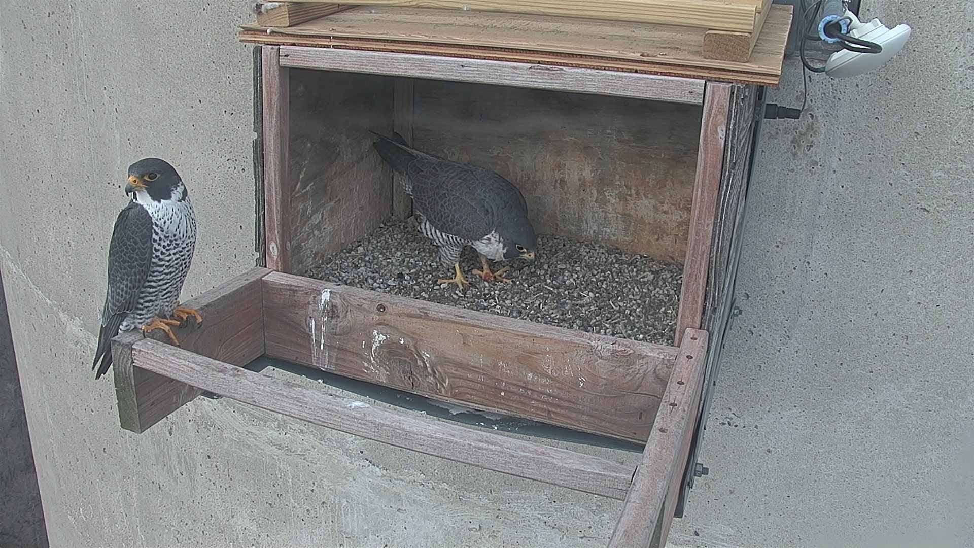 Peregrine Falcon Cam is Live | Dairyland Power Cooperative